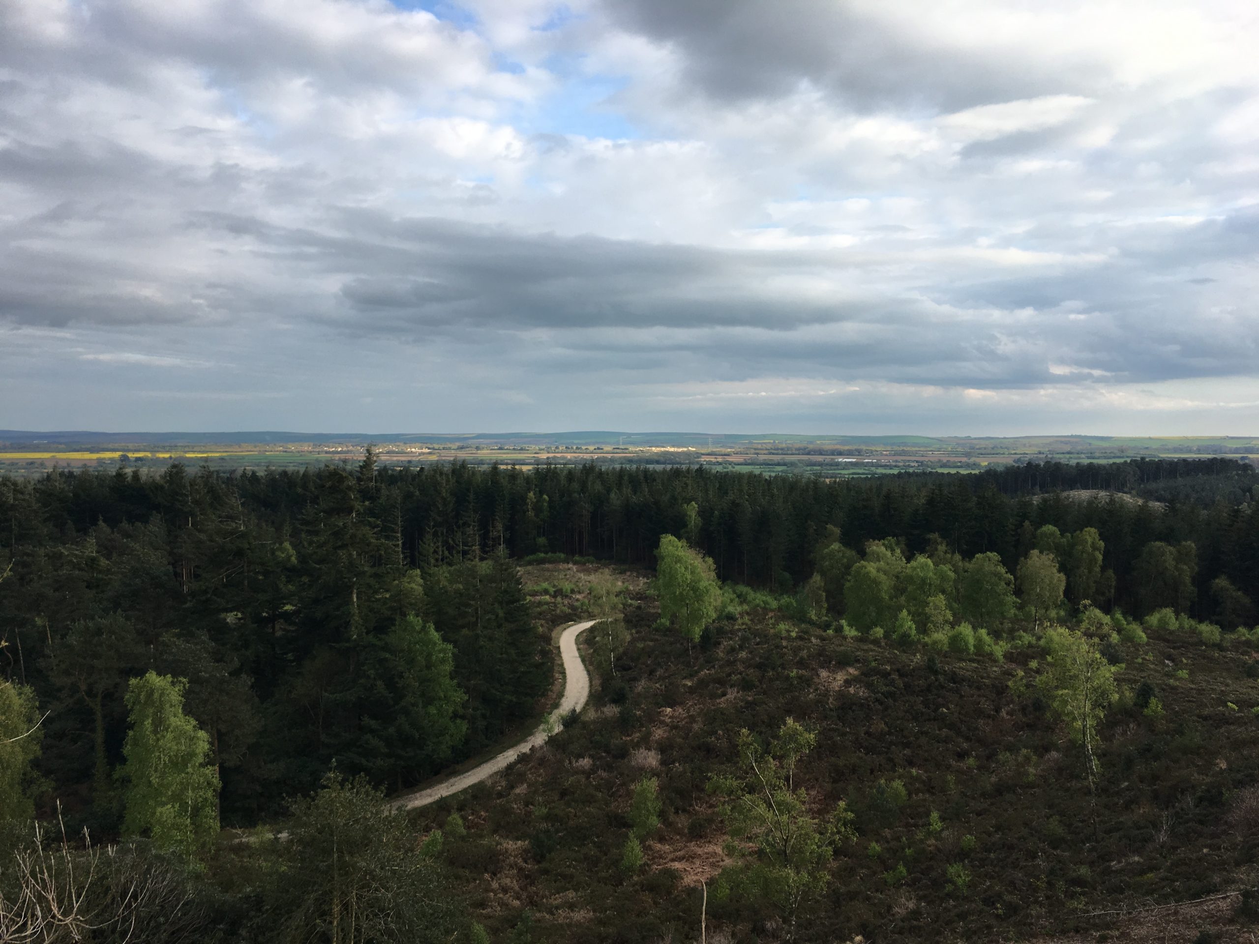 Puddletown Forest - Woodland Walks & Cycle Trail | South Lytchett