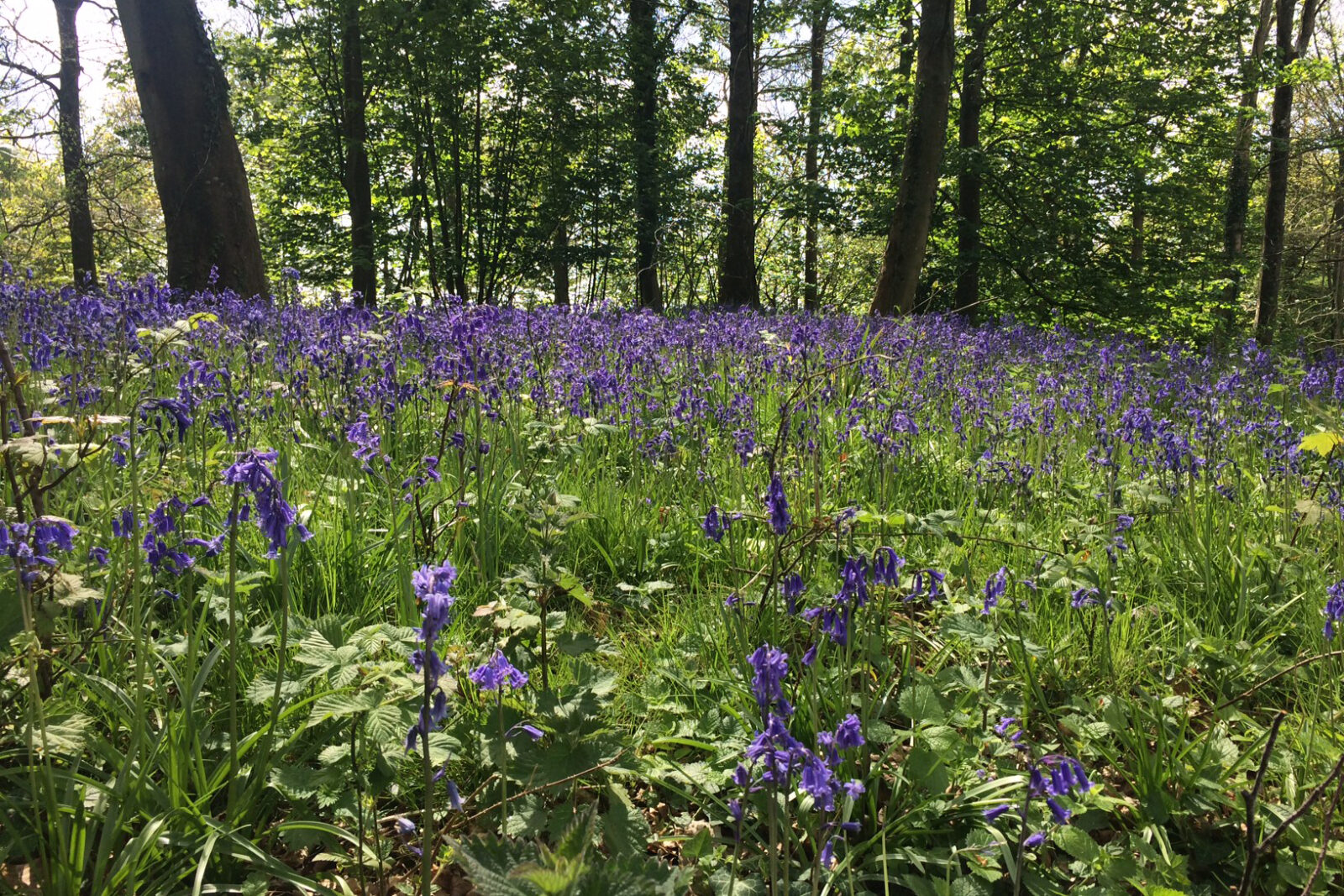 The Best Places to Spot Bluebells in Dorset | South Lytchett